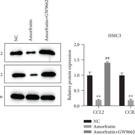 Amorfrutins Suppressed The Ccl2 Ccr2 Expression By Activating Pparγ