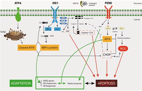 The Paradox Of The Unfolded Protein Response In Cancer Anticancer