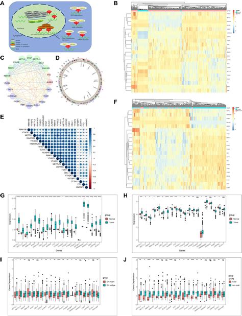 Frontiers The Role Of M6a Regulator Mediated Methylation Modification