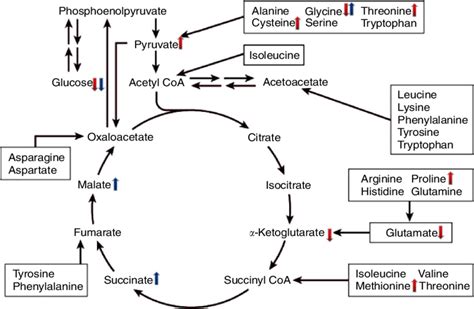 Schematic Overview Of Some Important Metabolites And Major Metabolic