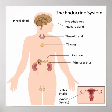 The Endocrine System Poster Zazzle