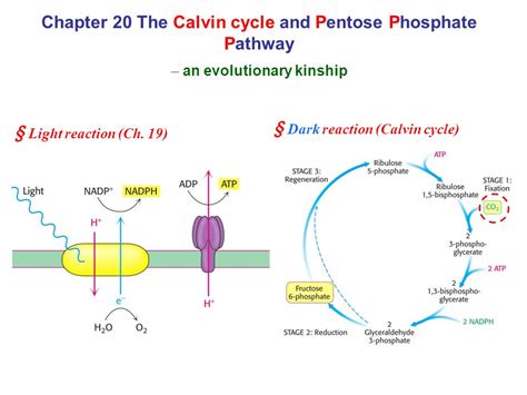 Pentose Phosphate Pathway Lehninger