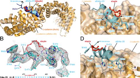 Crystal Structure Of The β Catenin Astax 35 Complex A Cα