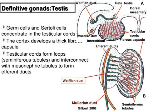 Ppt Organogenesis Of The Urogenital Systems Powerpoint Presentation