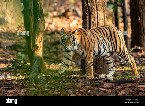 Tigre Salvaje Indio De Bengala Macho Caminando Con Perfil Lateral Y