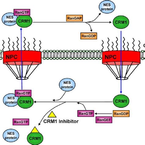 pdf nuclear export of proteins and drug resistance in cancer