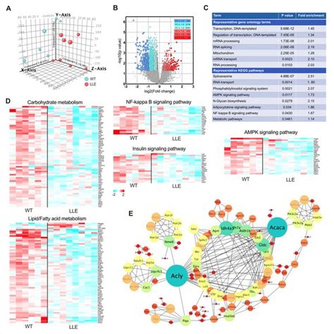 Altered Gene Expression Pattern In Lle Mice A Principal Component