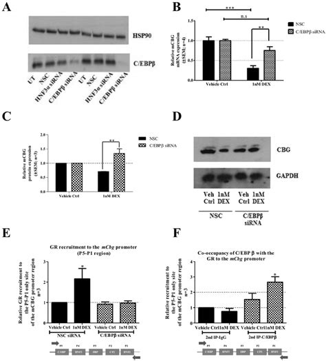Decrease Of C Ebp B Protein Expression Attenuates Dex Induced
