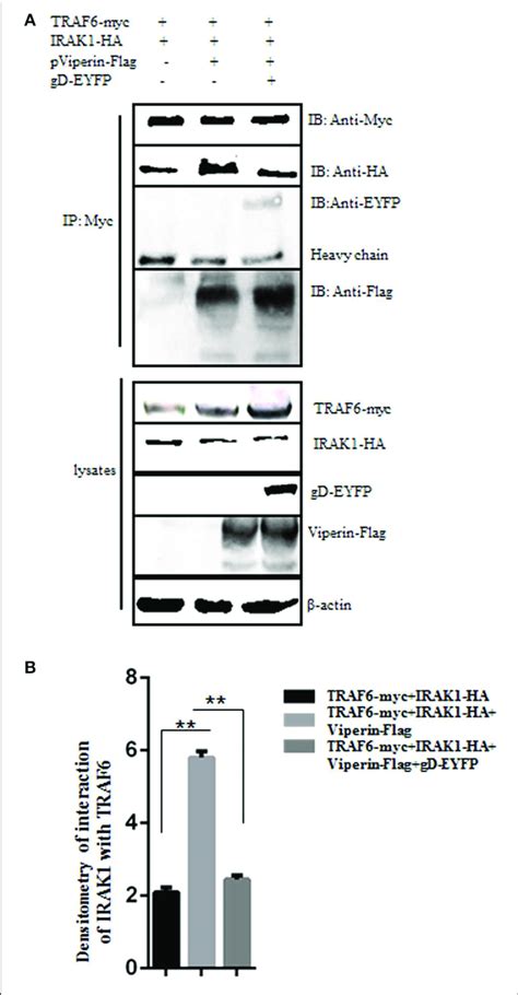 Gd Suppresses Irak1 And Traf6 Interaction In The Presence Of Viperin