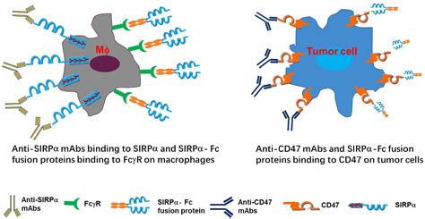 Frontiers Targeting The Cd47 Sirpα Pathway In Malignancies Recent