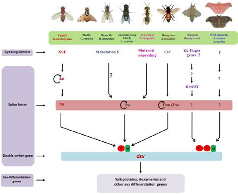 schematic diagram representing the players of the sex determination