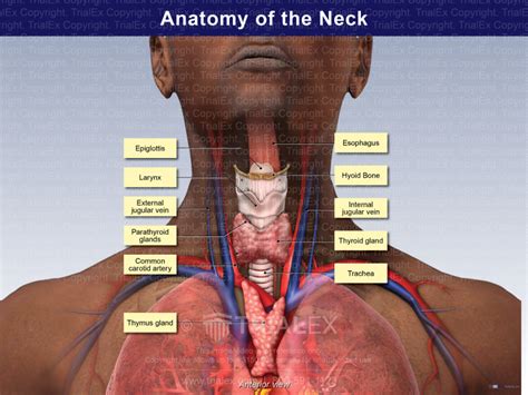 Anatomy Of The Neck Trialexhibits Inc
