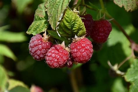 amity raspberry rubus amity in issaquah seattle bellevue redmond