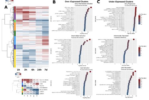 Gene Expression Clustering And Functional Analysis A Top Clustering