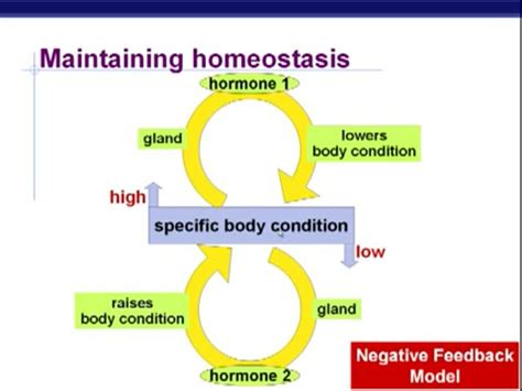 negative feedback loop homeostasis teaching biology human body
