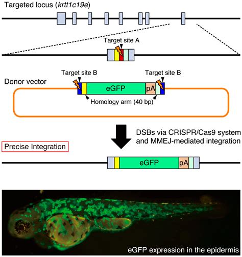 ijms free full text site specific integration of exogenous genes