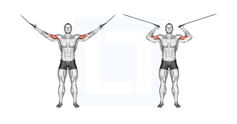 Dumbbell Seated Curl Guide Benefits And Form