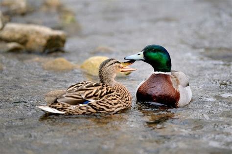 How Do Ducks Mate Amazing And Frightening Sex Lives Of Ducks [2023]
