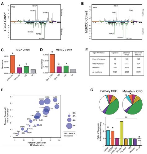 Tp53 Exon 6 Truncating Mutations Produce Separation Of Function