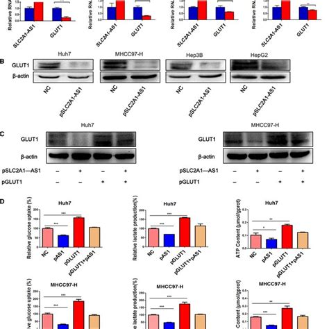 Slc2a1‐as1 Regulates Glut1 Expression And Hcc Cell Aerobic Glycolysis