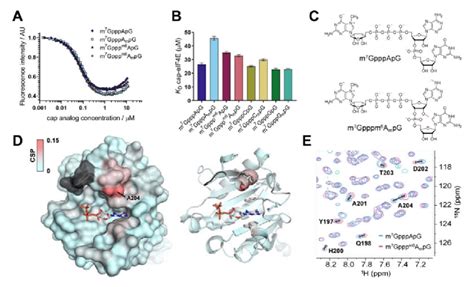 Interaction Of Trinucleotide Cap Analogues With Eif4e A