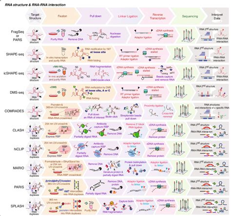 Profiling Rna Structure And Rna Rna Interactions Fragseq Pars And