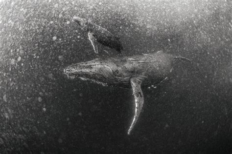 第1回 日本水中フォトコンテスト 中村征夫賞 犬飼啓介 「軽石とザトウクジラ」 日本水中フォトコンテスト