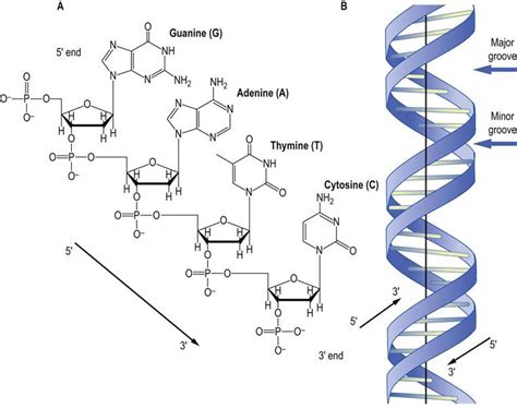 Deoxyribonucleic Acid