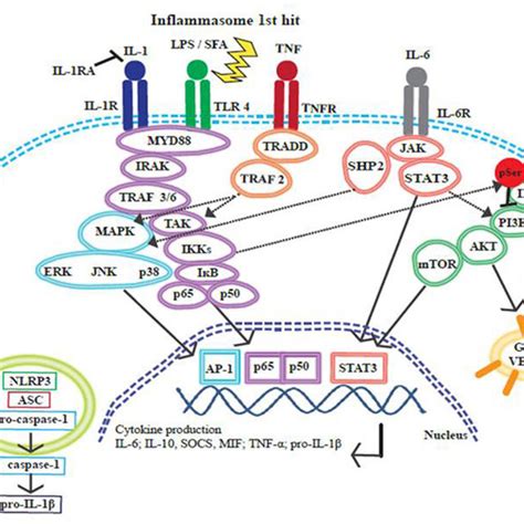 Cross Talk Between Insulin And Inflammatory Signaling Pathways
