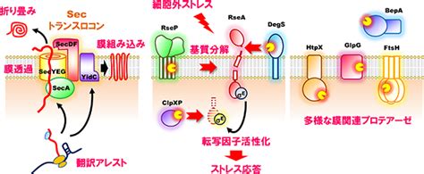 研究内容 京都大学ウイルス・再生医科学研究所 生命システム研究部門 生体膜システム分野