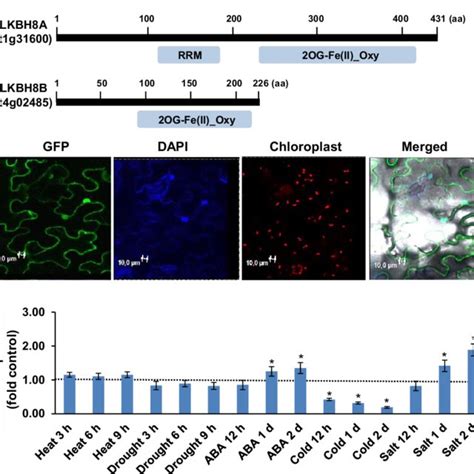 Subcellular Localization And Stress Responsive Expression Patterns Of