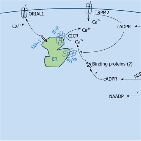 Cyclic Adenosine Diphosphate Ribose Mediated Ca 2 Signaling Trpm2