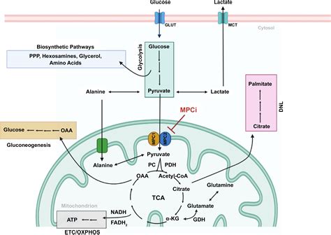 The Mitochondrial Pyruvate Carrier At The Crossroads Of Intermediary