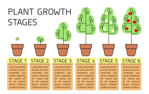 Plant Growth Stages Colorful Infographics Line Art Icons Planting