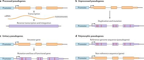 Biochemical Systems The Genomic Imprint Of Evolution