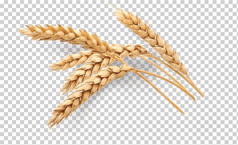 five brown wheats selenium oat grain malt food oats