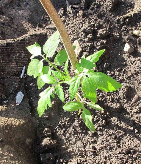 slugs and snails and tomato plants rod fleming s world