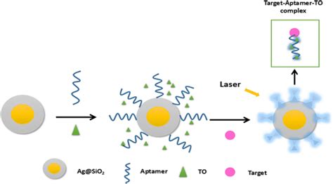 illustrative diagram of a fluorescent aptamer sensor to detect
