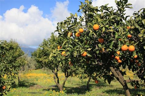 10 Árboles Frutales ¡nombres De Los árboles Y Sus Frutos Arboles