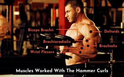 Hammer Curls Vs Bicep Curls Differences Pros Cons