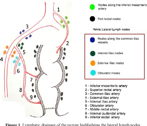 Figure 1 From Does Lateral Pelvic Lymph Node Matters In Rectal Cancer