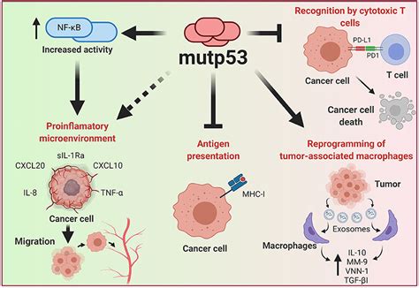 Frontiers Mutant P53 Gain Of Function Role In Cancer Development
