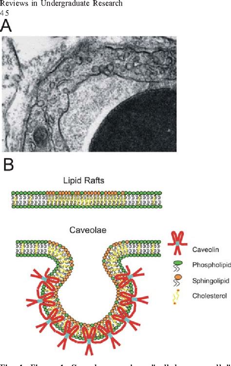 Figure 1 From The Role Of Caveolae And The Caveolins In Mammalian