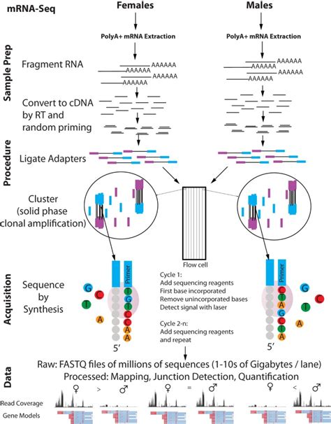 microarrays deep sequencing and the true measure of the transcriptome