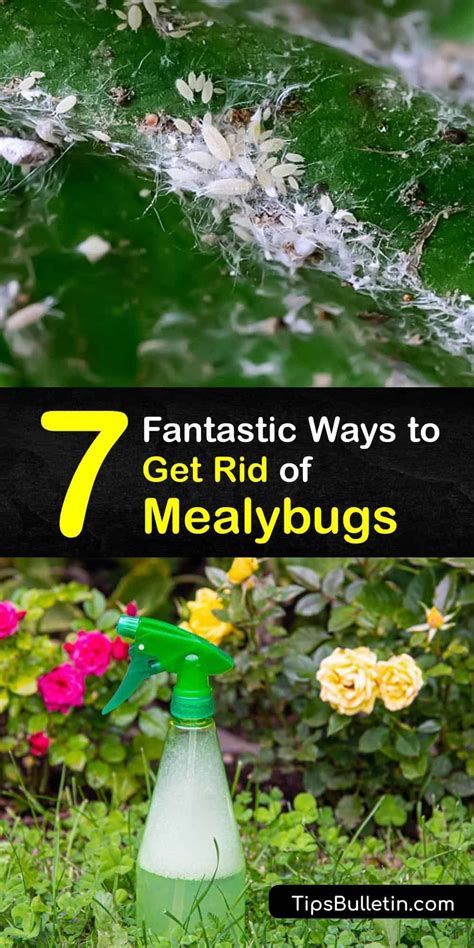 7 Fantastic Ways To Get Rid Of Mealybugs – Artofit