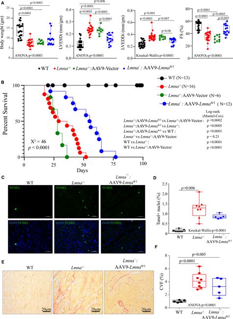 identification of genes and pathways regulated by lamin a in heart