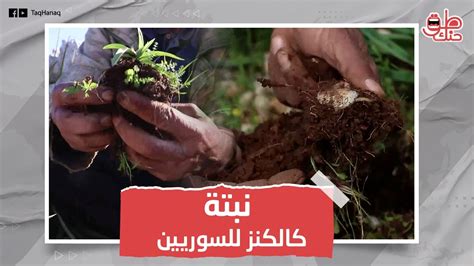 كنز اقتصادي للسوريين نبتة نادرة تنمو في منطقة معينة في سوريا ودول كبرى