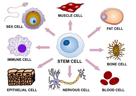 5 9 Regulation Of Gene Expression – Human Biology