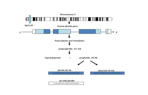 Figure 3 [schematic Diagram Showing The Synthesis ] Endotext