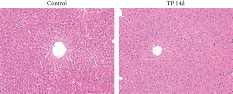 Effects Of Tp On The Nrf2 Signal Pathway Both In Vivo And In Vitro A